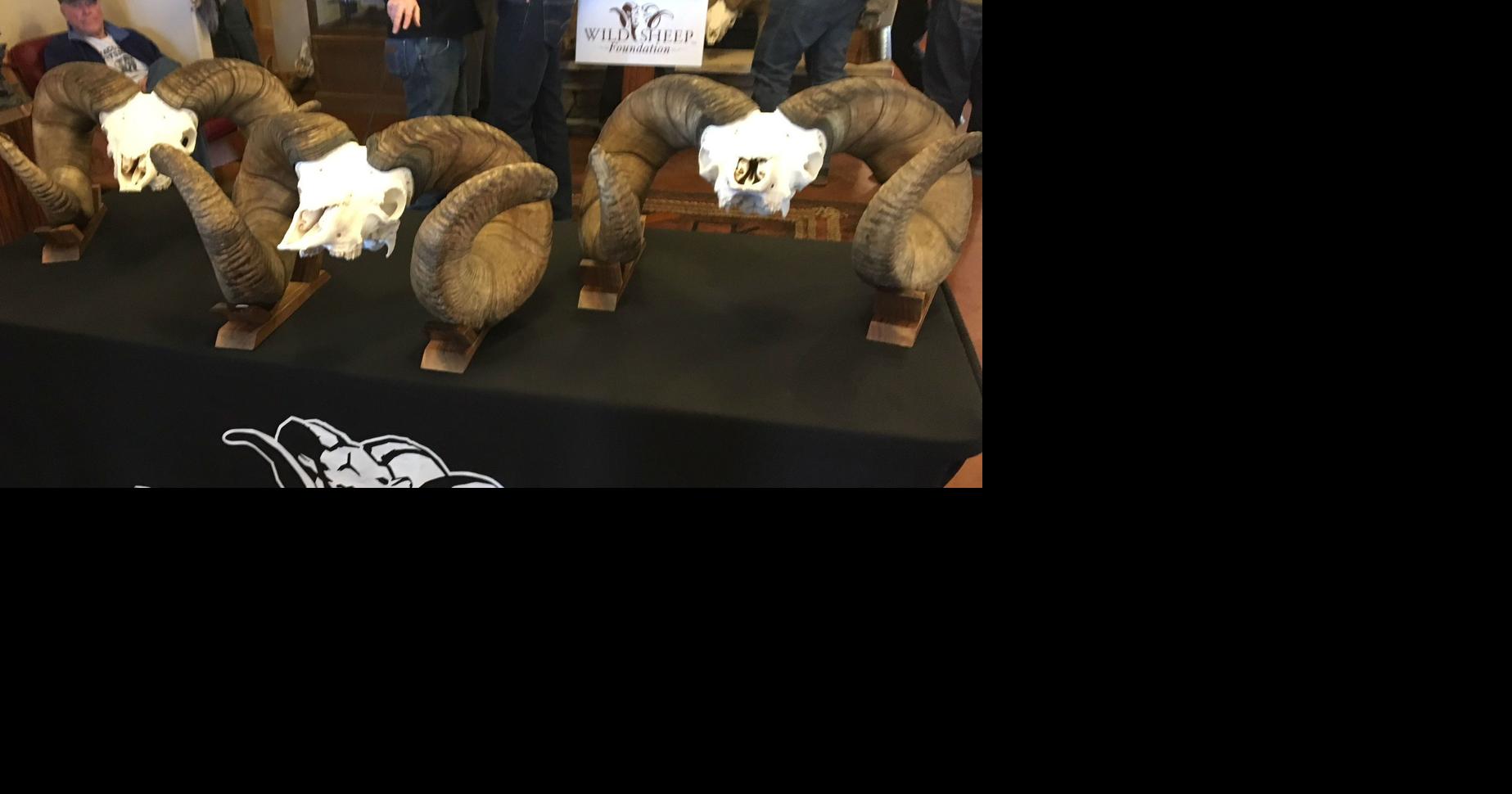 Bozeman celebrates world-record bighorn sheep | Montana News ...