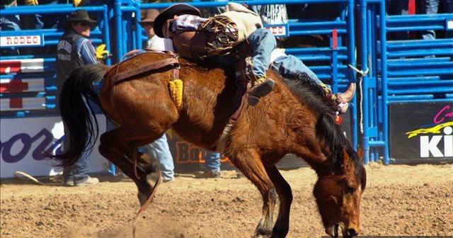 Your guide to the Last Chance Stampede PRCA Rodeo at the Lewis and ...