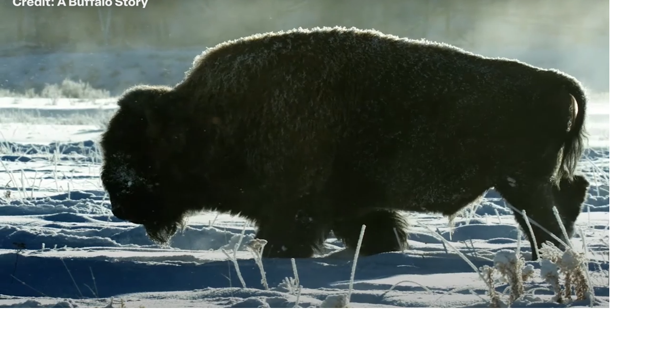 'A Buffalo Story' director examines buffalo restoration in World ...