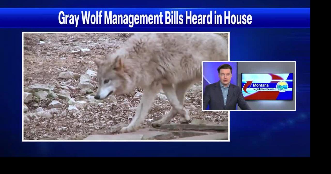 Gray wolf management bills see mixed progress in Montana | Montana News ...