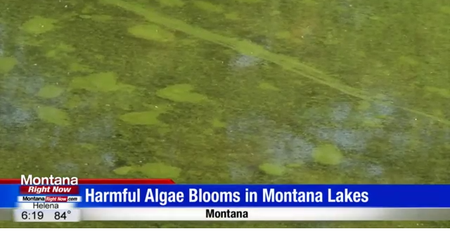 Harmful algal blooms in Montana lakes | Montana News | montanarightnow.com