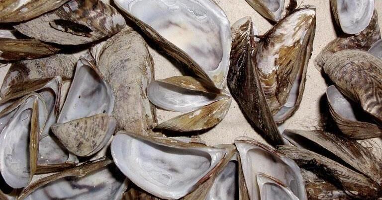 Montana wildlife officials report invasive mussels found in 16 of ...