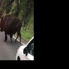 Oregon man sentenced for infamous bison-taunting Yellowstone incident ...