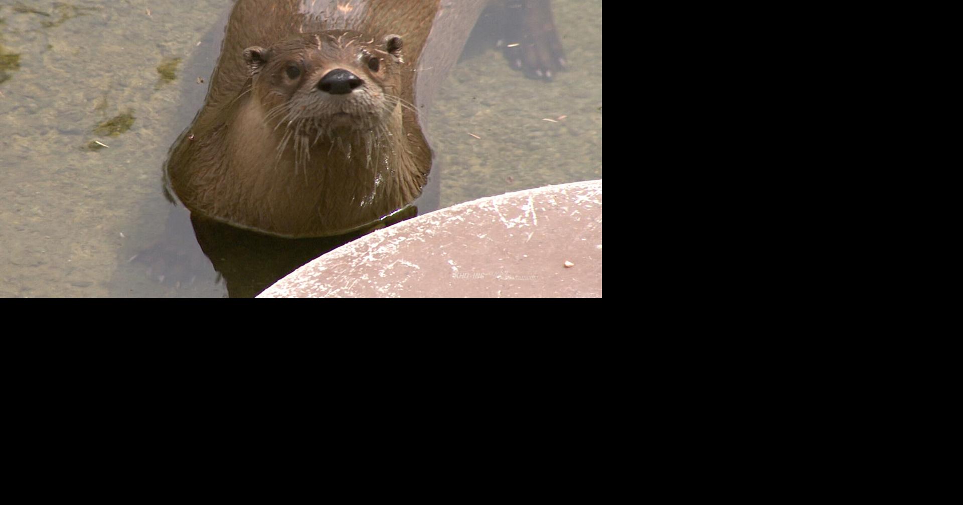 otter attack bozeman