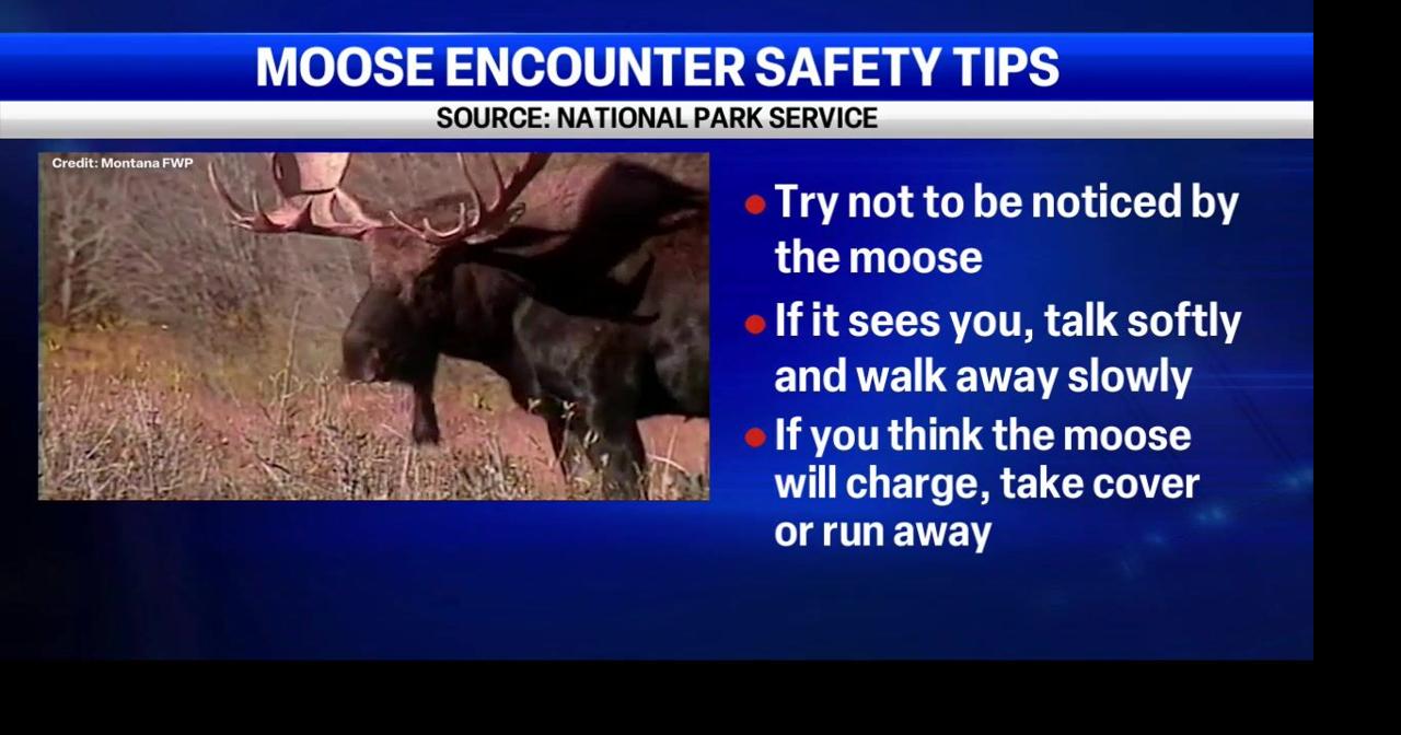 Whitehall Elementary School addresses meandering moose | Butte News ...