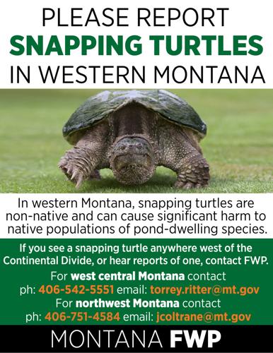 Officials asking public to report snapping turtle sightings west of ...