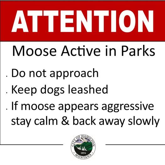 City of Hamilton warns public about moose mating season | Montana News ...