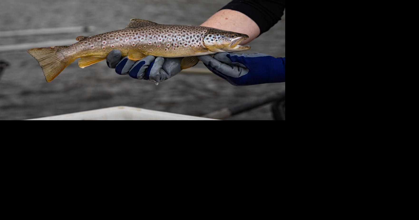 Warm water, low flows prompt hoot-owl restrictions on Jefferson, Beaverhead and Bitterroot ...