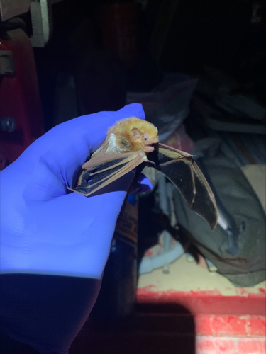 Fungus that Causes White-Nose Syndrome in Bats Detected in the Pryor Mountains | Montana News ...