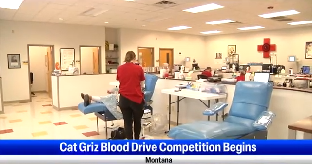 Annual Cat-Griz blood battle begins again | Bozeman News ...