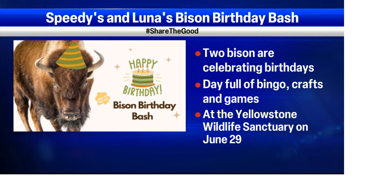 Two bison celebrate birthdays this weekend at Yellowstone Wildlife ...