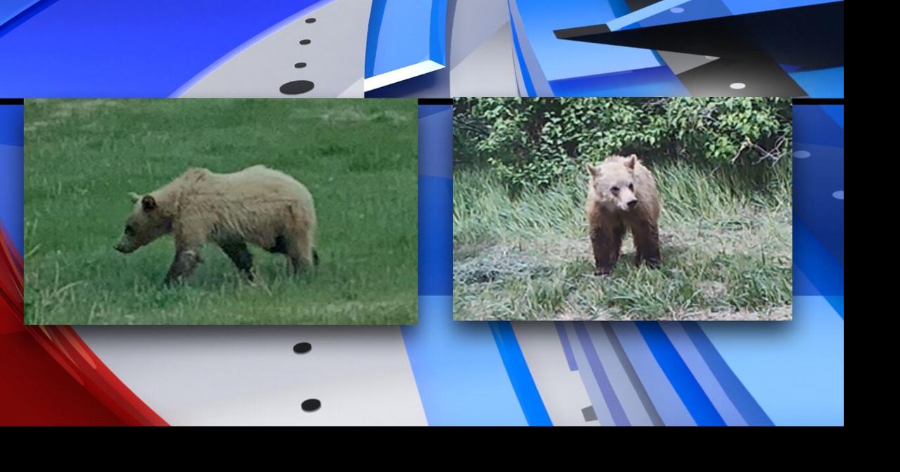 Information sought on possible attempted grizzly bear poaching incident ...
