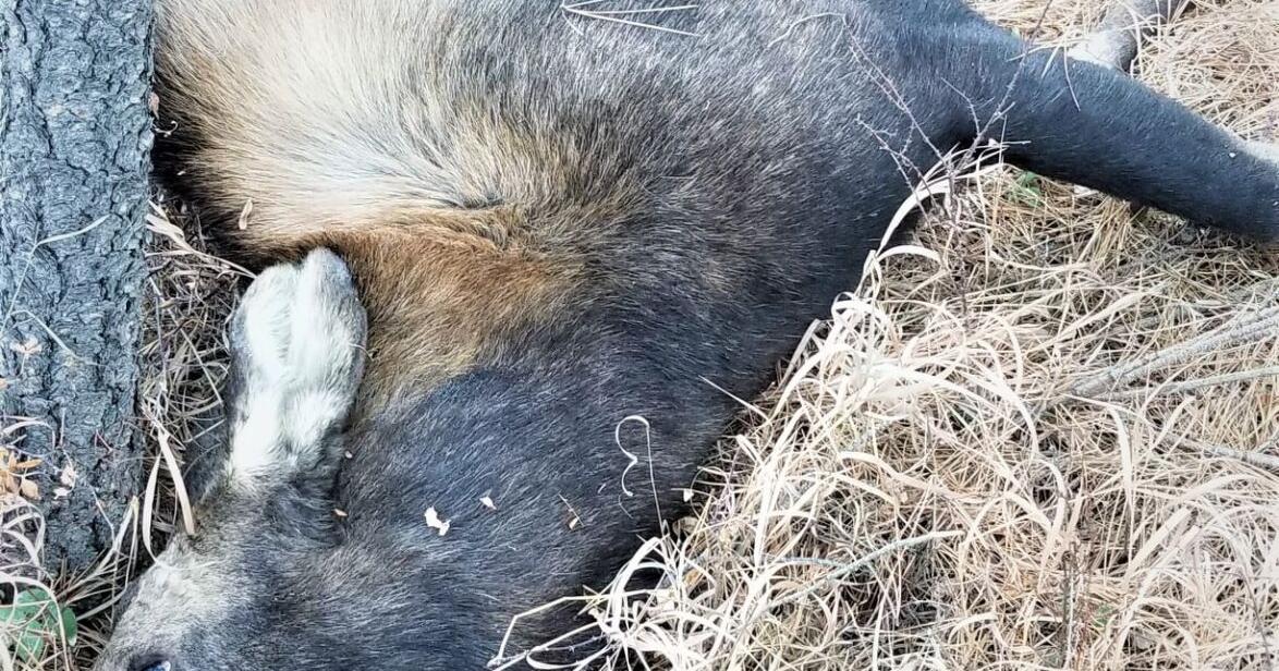 Wildlife officials investigating moose poaching | Great Falls News ...