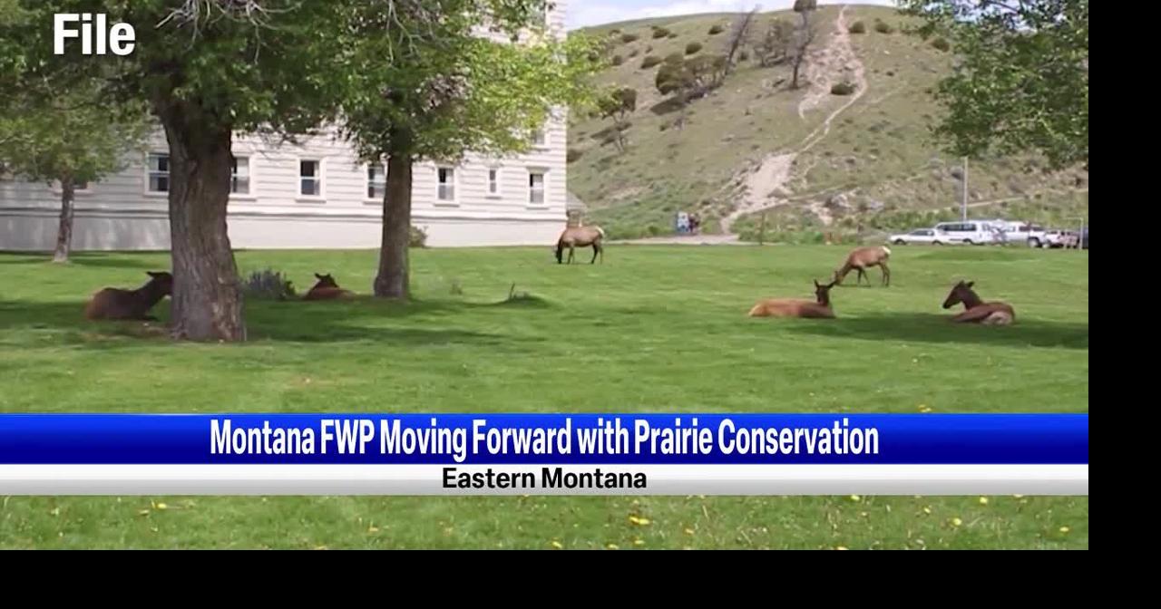 Montana FWP moves forward with prairie conservation | Montana News ...