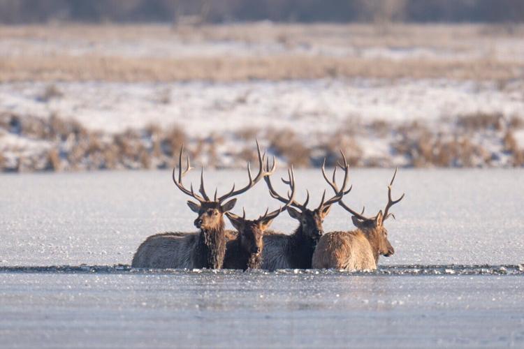 arctic elk