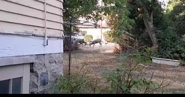 Animal control in Helena captures video of wildlife in town | Helena ...