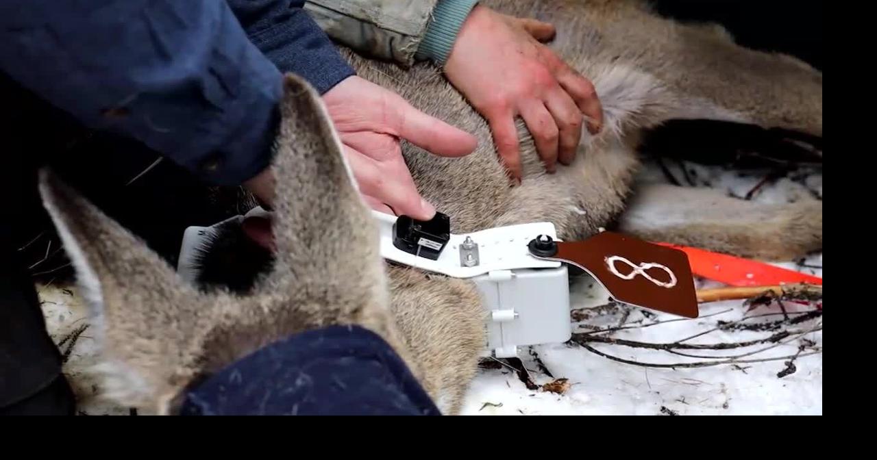 Elk, deer receive GPS collars for dense Montana forest research ...