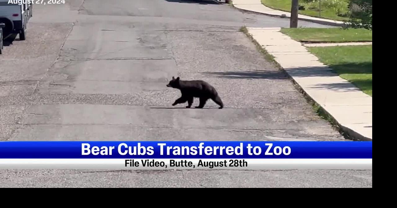 Black bear cubs captured in Butte too comfortable with humans for ...