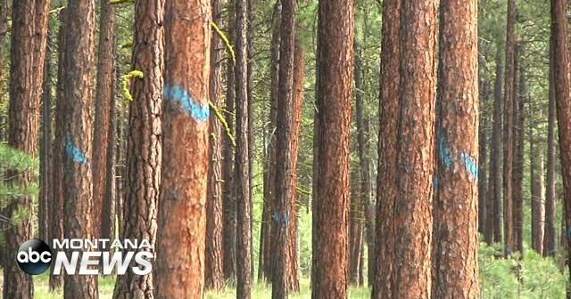 UM College of Forestry Celebrates 100 Years | Montana News ...