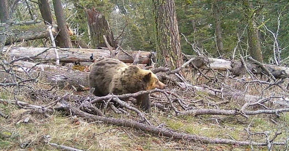 FWP confirms grizzly bear sighting in Bangtail Range | Bozeman News ...