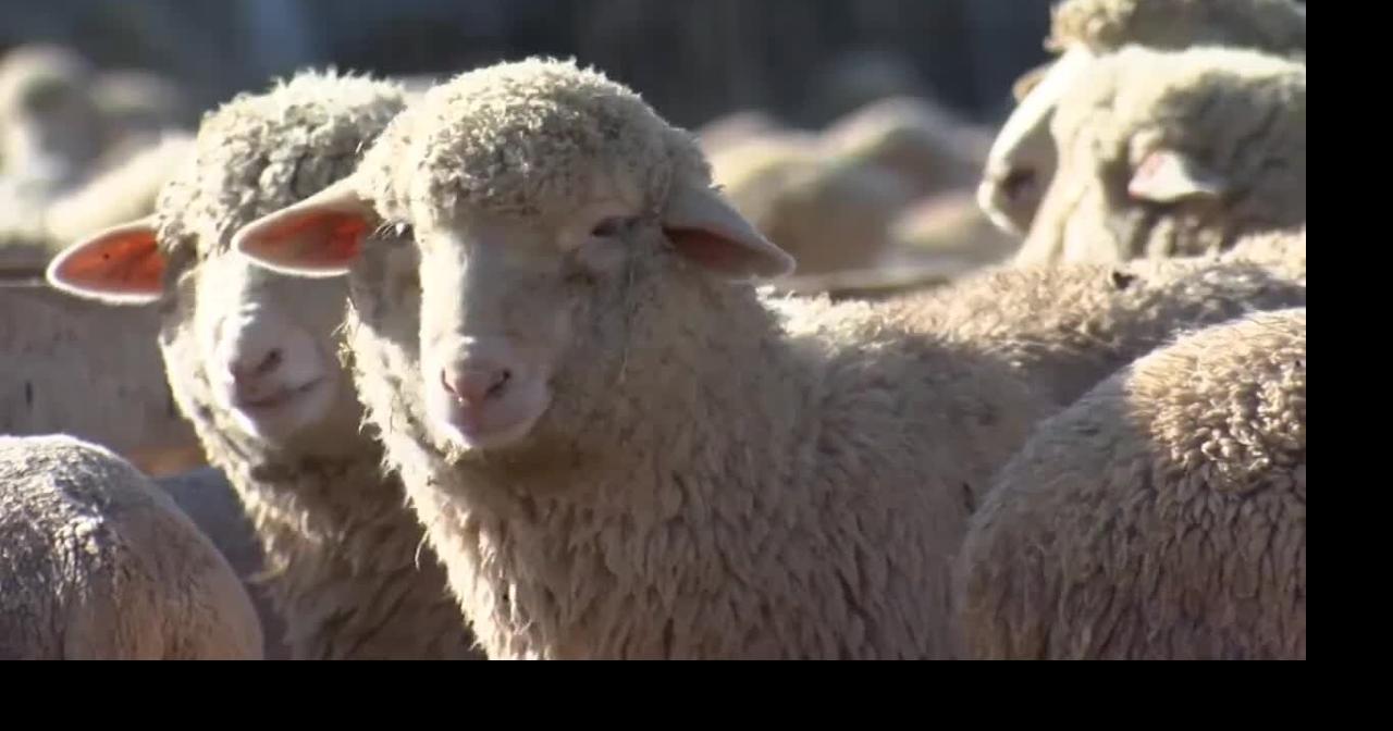American Sheep Industry Association pushes to include Australian and NZ ...