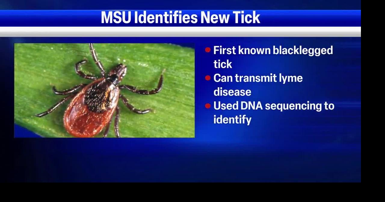 Montana lab identifies state's first blacklegged tick | Montana News | montanarightnow.com