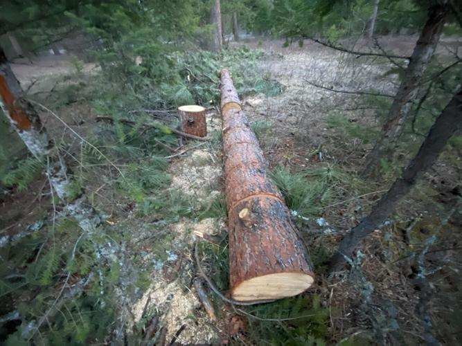forest being chopped down