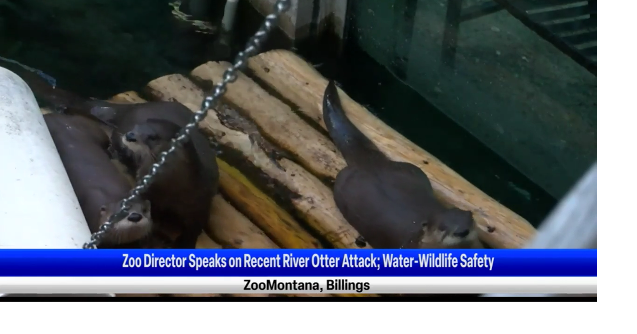 otter attack jefferson river