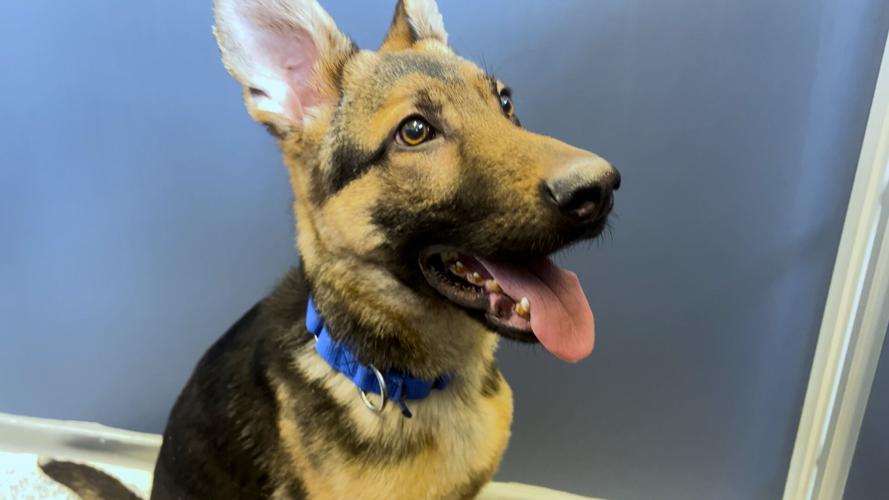 Ducky the German Shepperd seeks fur-ever home in Great Falls | Great ...