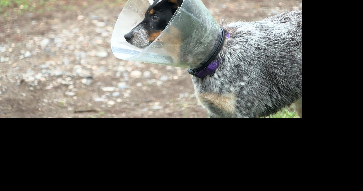 Major Animal Rescue Operation in Bonner County Saves Over 70 Dogs from ...