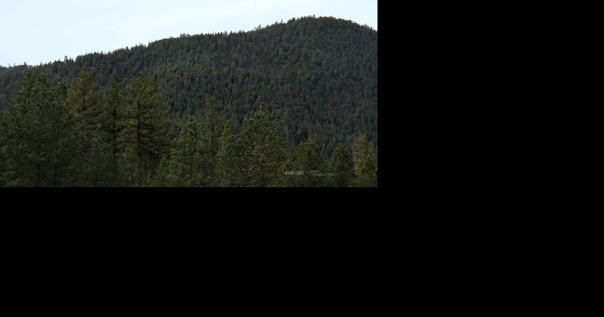 US Forest Service plan to boost timber production in Montana | Montana ...
