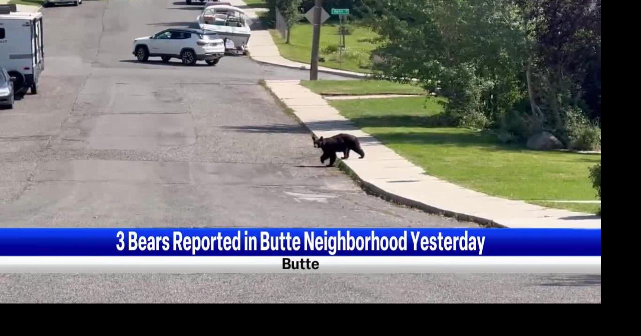 Adult black bear seen with two cubs in Butte killed early Wednesday ...