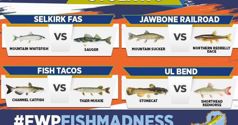 FWP Musselshell River March Migration Madness helps educate people on ...