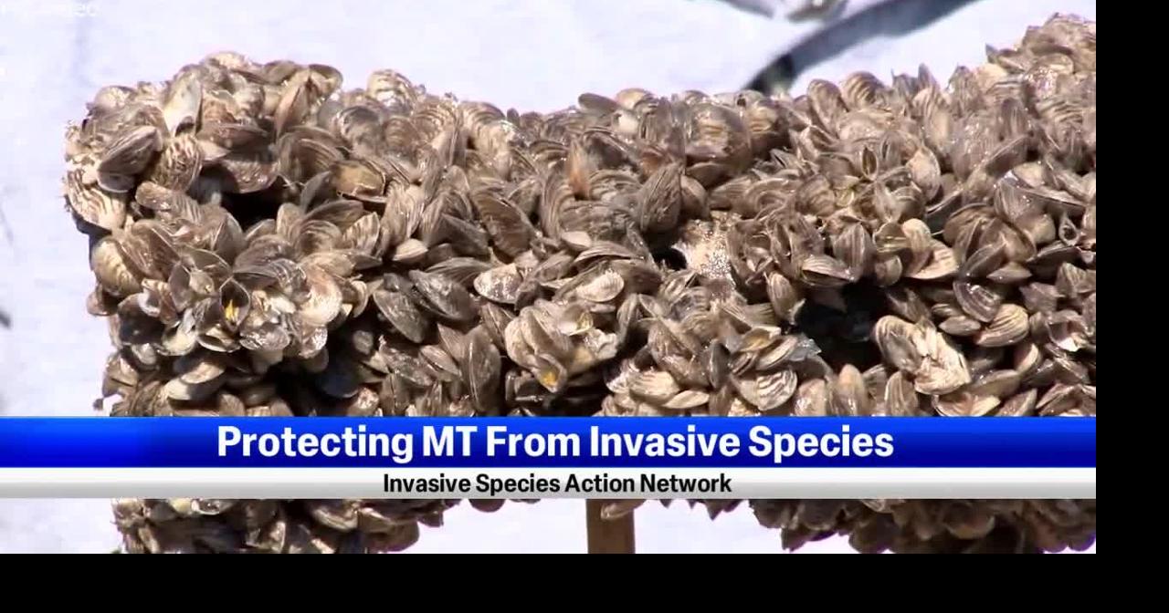 Invasive Species Action Network visits Helena to help ensure clean ...