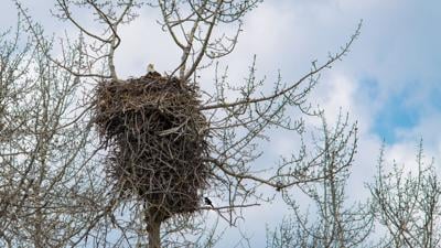 big eagle nest
