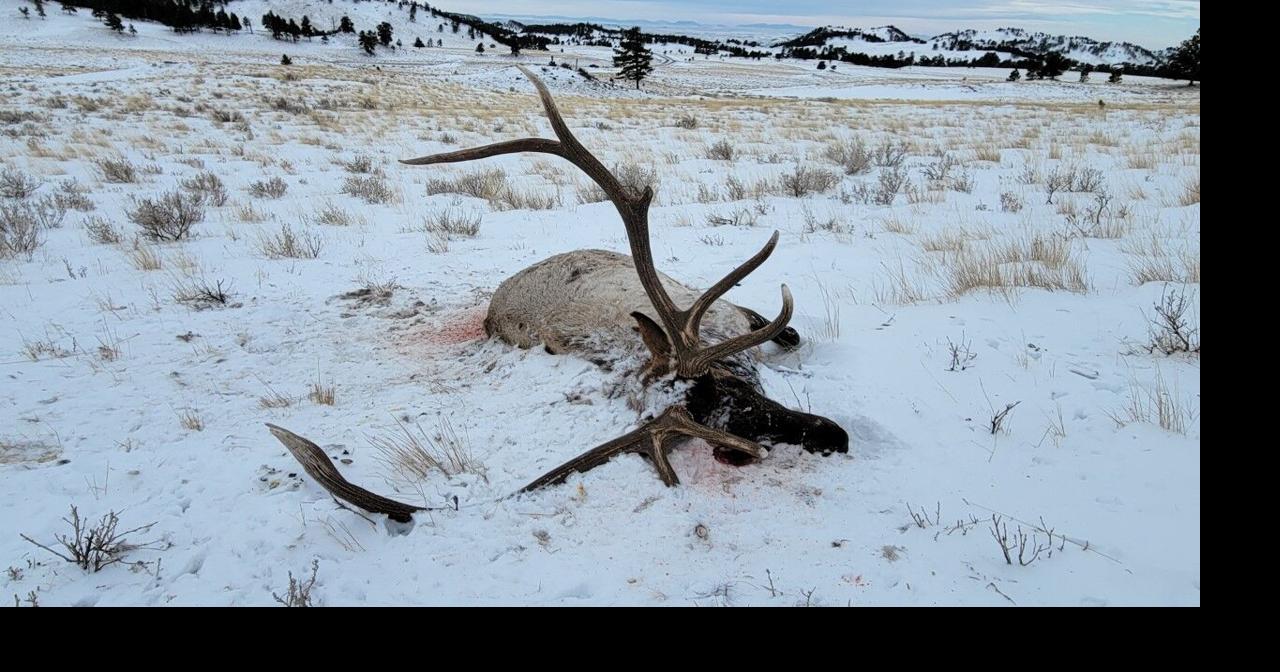 Bull elk shot and left to waste near Warrick | Great Falls News ...