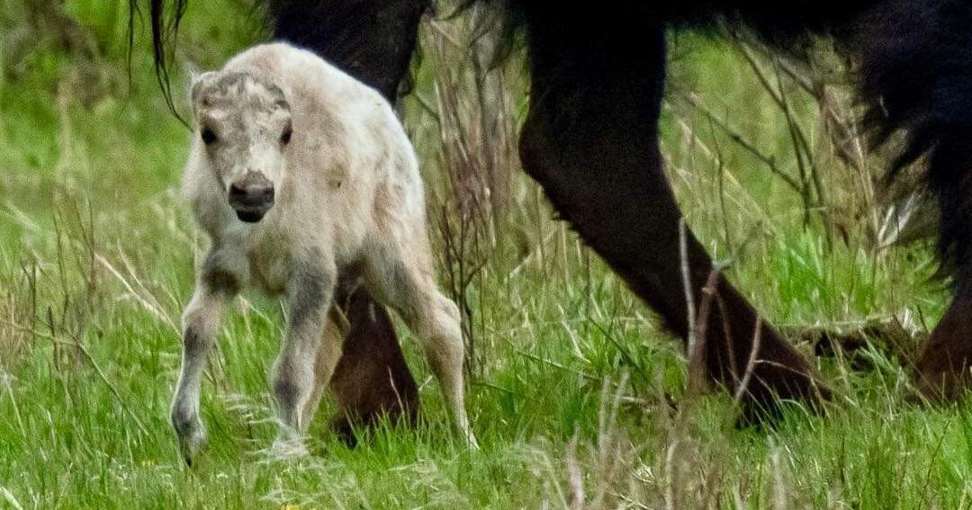 Buffalo Field Campaign invites public for gathering to honor rare white ...