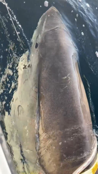 biggest great shark ever recorded