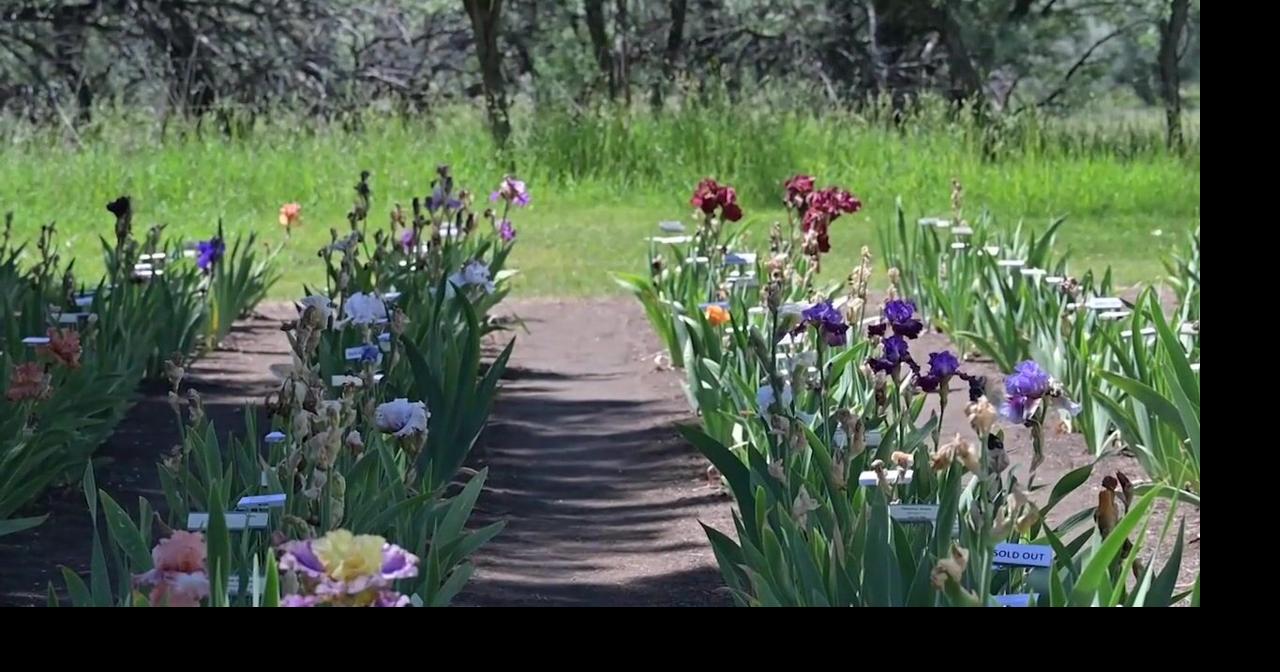 Billings iris garden marks 30 years of blooms and family | Montana News ...