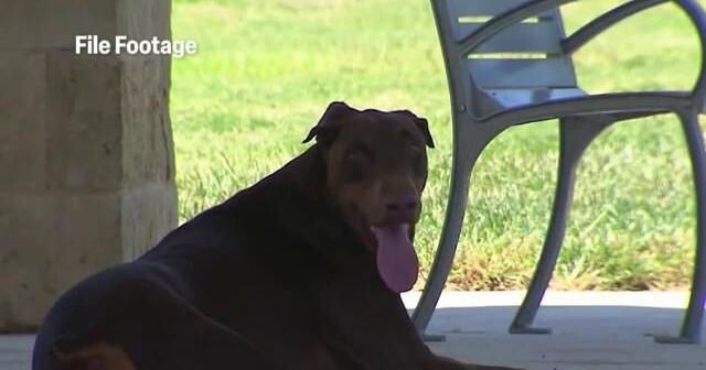 Protecting your loved pets from rabies | Helena News | montanarightnow.com
