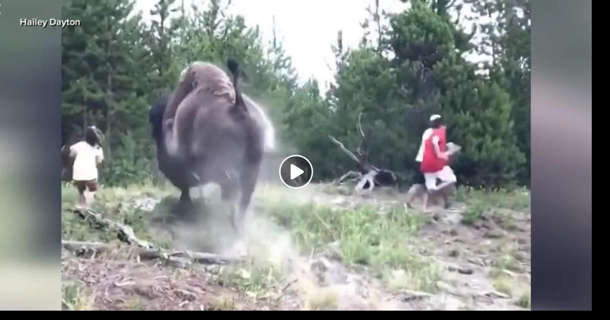 9-year-old girl charged by bison at Yellowstone Park, treated for ...