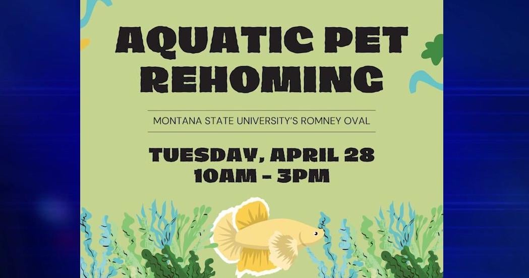 Bozeman ponds face invasive species threat from released pet goldfish ...