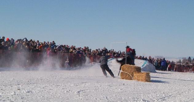 Gallatin Skijor dashing through the snow this January | Bozeman News ...