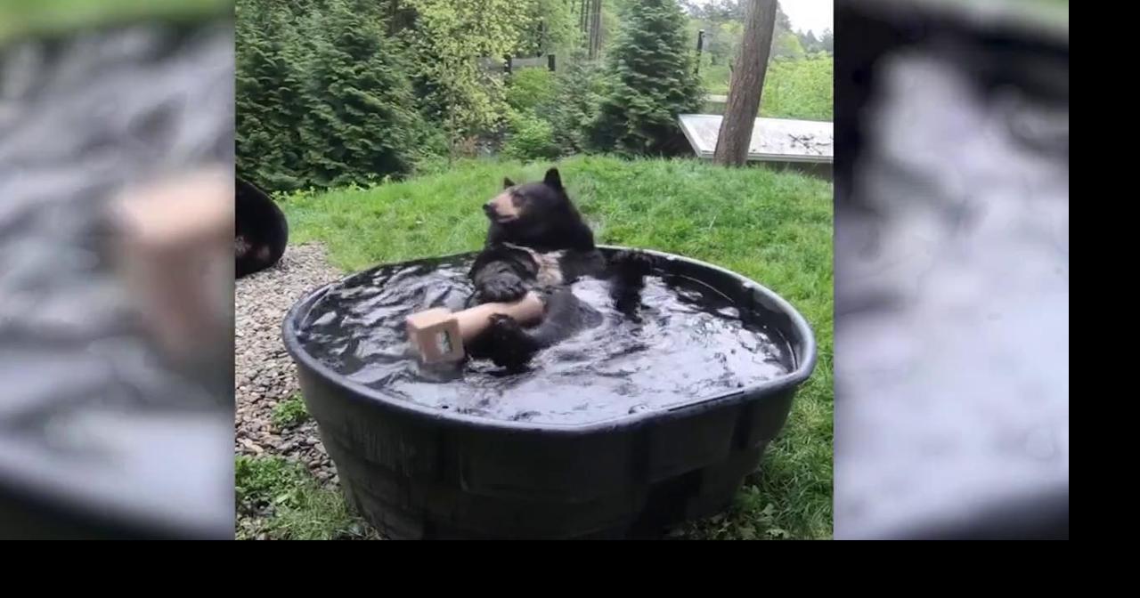 CUTE: Black bear dips his paws and plays in a tub of water ...