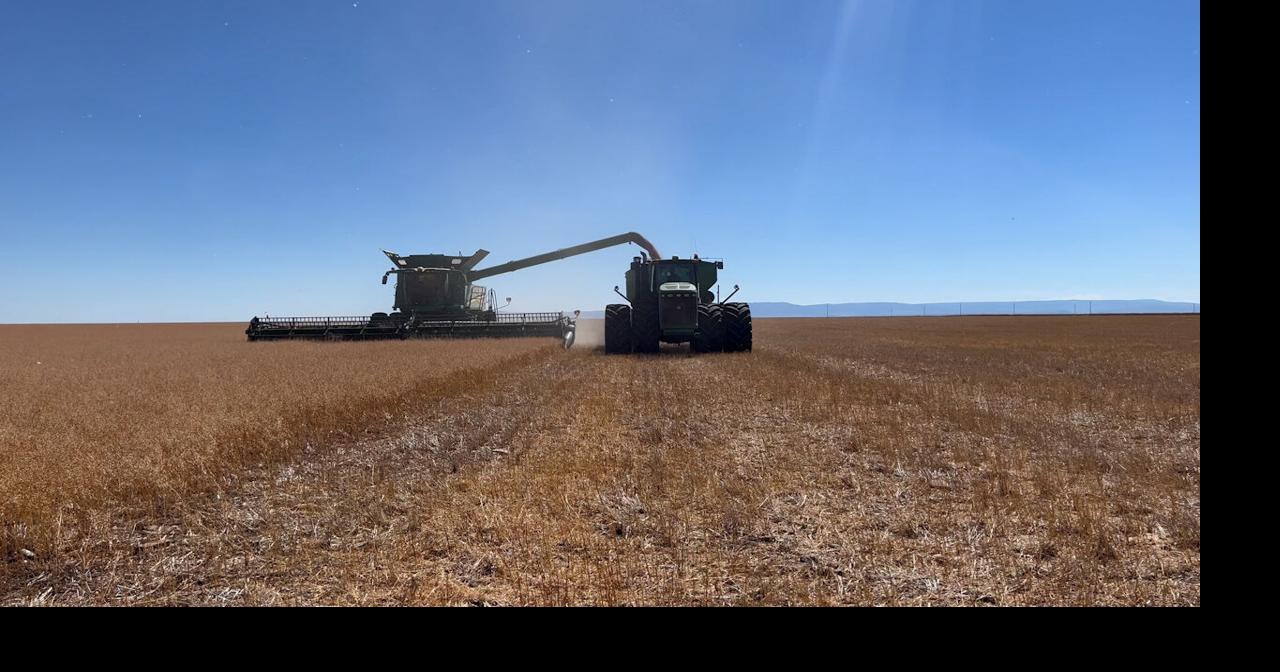 Montana farmers growing camelina, producing crop for renewable diesel ...