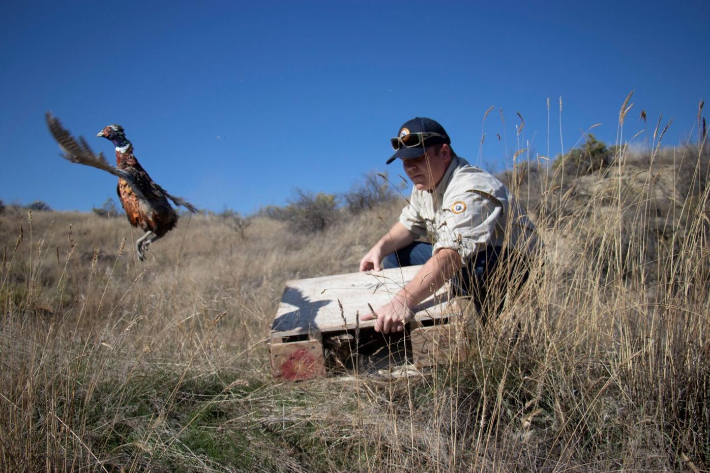 pheasant release dates