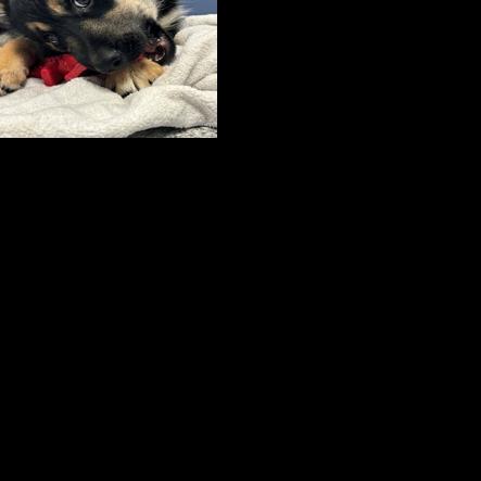 Maclean-Cameron Animal Adoption Center pauses dog intakes due to kennel ...