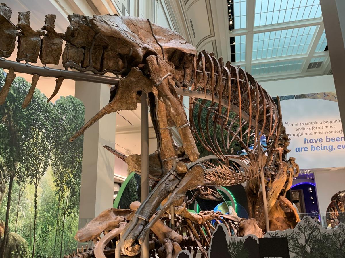 Montana's T-Rex goes on display in Washington D.C. | ABC Fox Bozeman ...