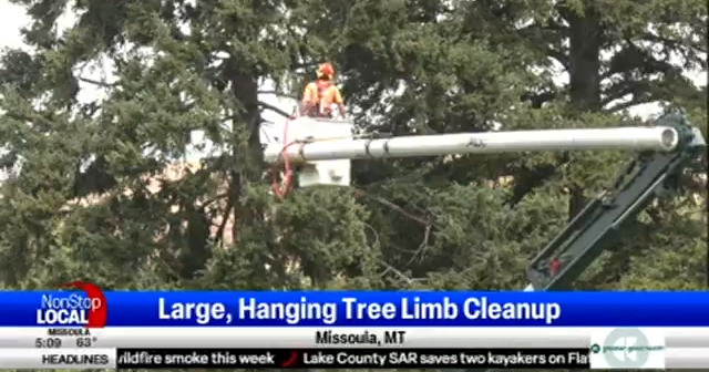 Dangers of Large Hanging Tree Limbs Around Missoula | Missoula News ...