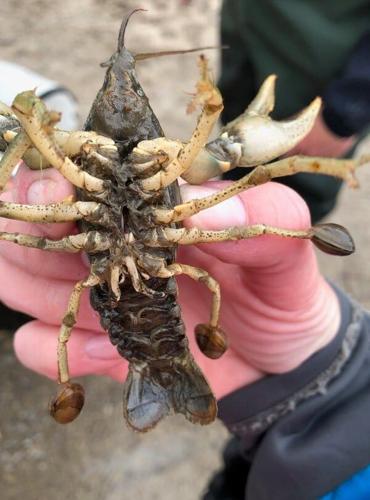Montana wildlife staff find crayfish with clam species clasped onto ...